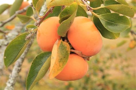 Fuyu Persimmon Tree Artofit