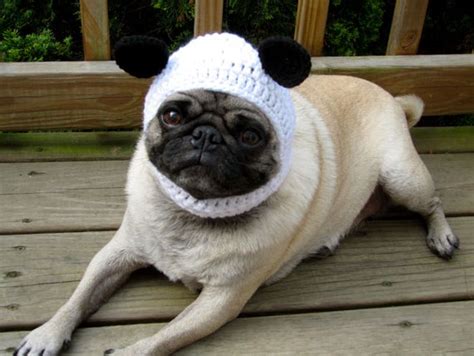 Sweethoots Cute Pug Hats 50 Pics
