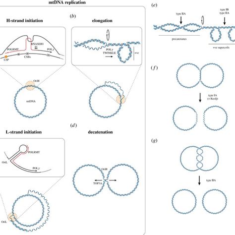 Mtdna Structure Distribution And Packaging A Map Of Human