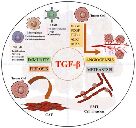 Tgf β Signaling In Tumor Microenvironment Encyclopedia Mdpi