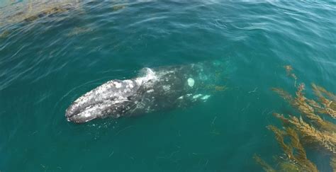 Twenty Year Anniversary Of Epic Seaworld Gray Whale Rescue