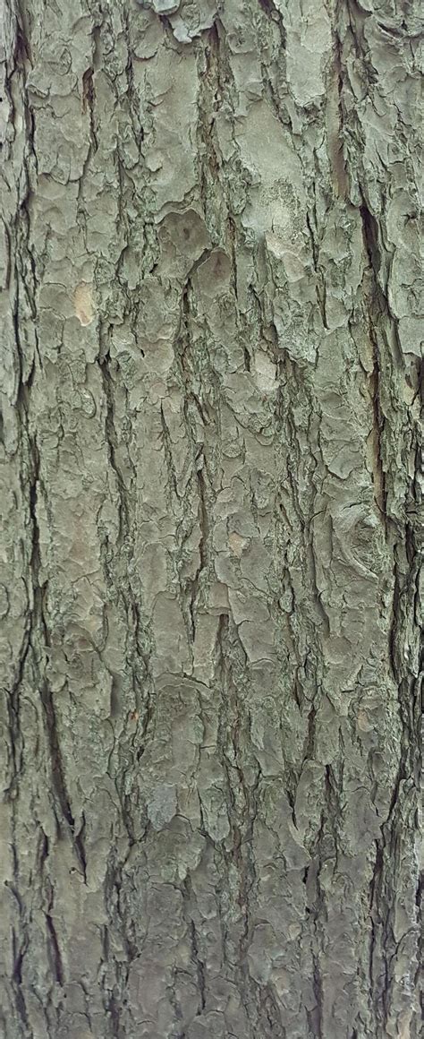 Indian Tree Bark Classification Dataset By Magic Techs