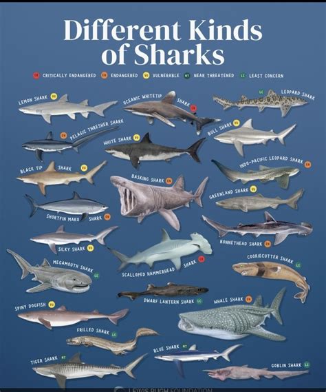 Different Types Of Sharks Shark Facts And Info