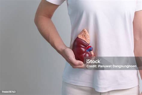 해부학적 인간 신장 부신 모델을 들고 있는 여성 비뇨기계 및 결석의 질병 암 세계 신장의 날 만성 신장 및 장기 기증자의 날 개념 콩팥 내부 기관에 대한 스톡 사진 및 기타