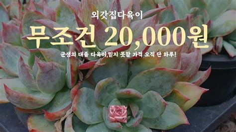 판매완료입니다감사합니다 가을대품군생다육무조건2만원외갓집다육이01067872302 Youtube
