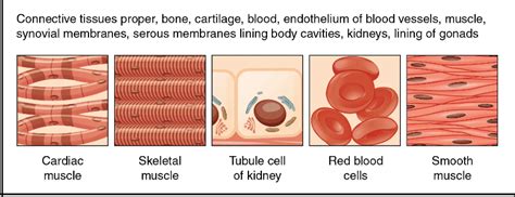 File Embryonic Origin Of Mesoderm Png Wikimedia Commons