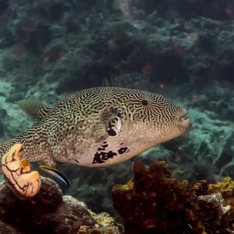 Map Puffer Facts Diet Habitat And Pictures On Animaliabio