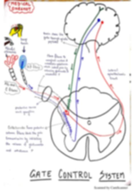 Schematic Diagram Of Gate Control Theory 관문조절설 gat