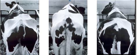 Examples Of Cows With Body Condition Scores Of 1 5 A 3 B And 4 5