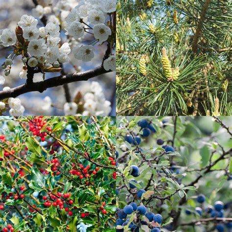 Tree Saplings To Plant In March Uk Grown Spring Trees