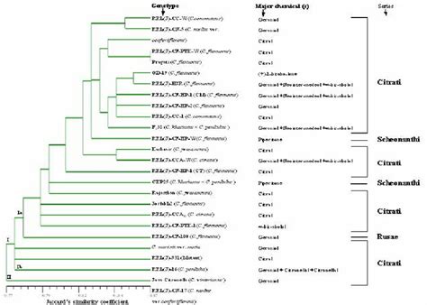 the dendrogram upgma method ntsys generated representing genetic