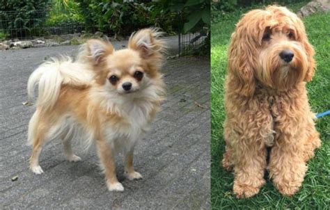 Long Haired Chihuahua Vs Cockapoo Breed Comparison