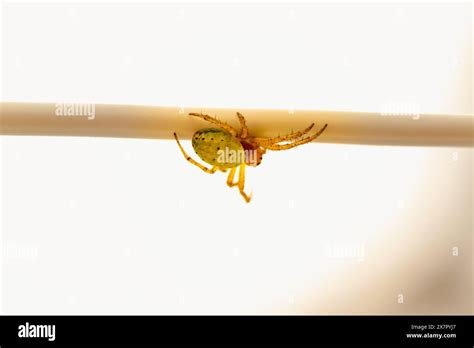 Araniella Cucurbitina Squash Spider Or Cucumber Spider Green Abdomen With Black Dots Stock