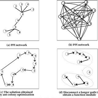The Ant Colony Formation Process And The Optimization Of The Initial Download Scientific