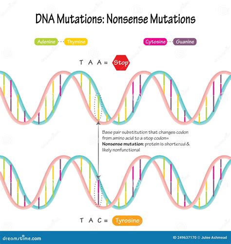 Dna Mutations Nonsense Mutations Diagram Illustration 249637166