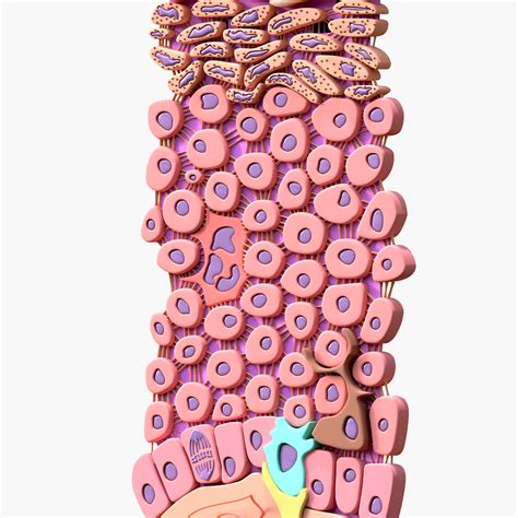 Epidermis Cross Section 3d Model By Zames1992d