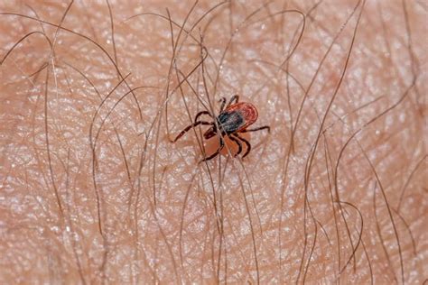 Are Ticks Dangerous To Humans Learn The Dangers Hike Dreams