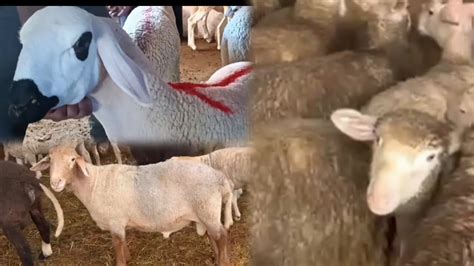 شاهد الفرق بين الغنم الأوربية 🐑 و غنم المغرب 🇲🇦 الصردية 🐑 Youtube
