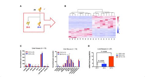 NOD1 Is A Candidate Gene For The Susceptibility Trait A Images Are Download Scientific