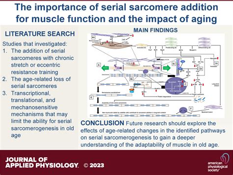 Isometric Contraction Sarcomere