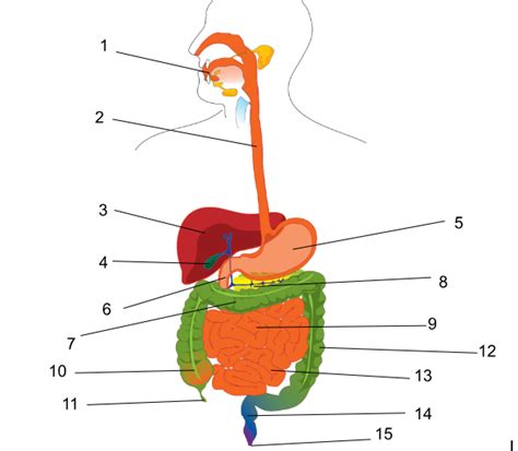 Digestive System Diagram Quizlet