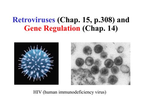 Reverse Transcriptase And Retro Viruses