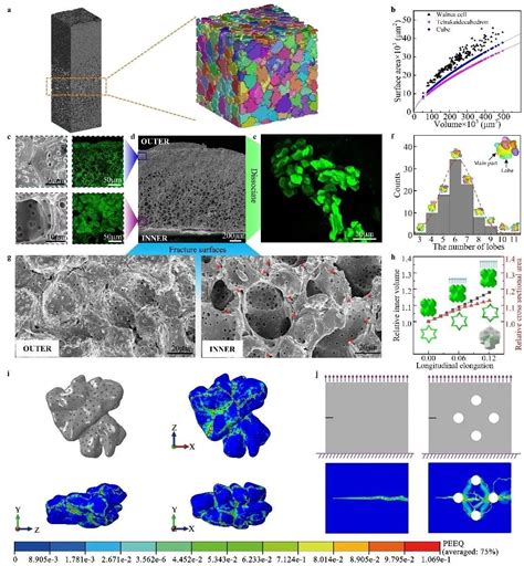 核桃带给我们的启示——《advanced Science》刊发北航樊瑜波教授、王丽珍教授团队在损伤、防护机制研究方面的重要进展 北京市生物医学工程高精尖创新中心