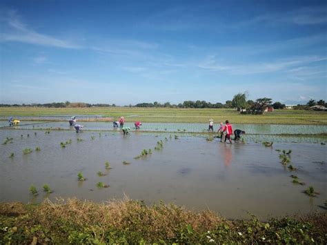 michelle bugtong on linkedin laborday farmers agricultureandfarming