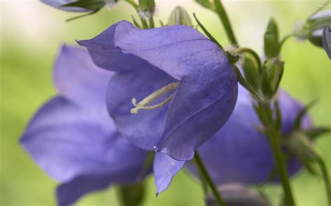 Bellflower Wallpapers Earth Hq Bellflower Pictures 4k Wallpapers 2019
