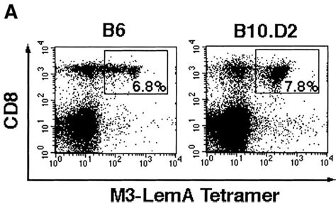 development of d7⁺ t cells is β2m and tap dependent but mhc