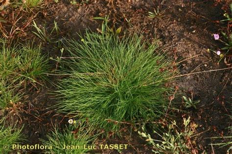 How To Propagate Deschampsia Setacea Propagate One
