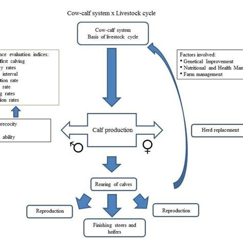 Interrelationships Among Management Strategic Factors And Performance