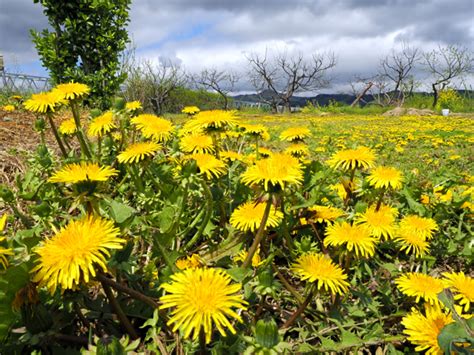 たんぽぽ群生 By さとのか （id：12383753） 写真共有サイトphotohito