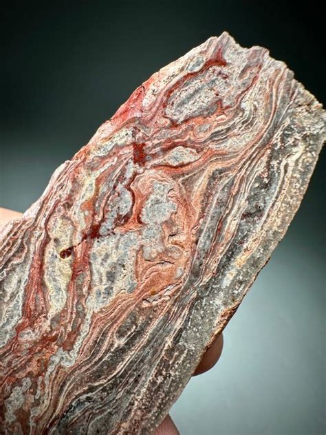 Oldest Fossil On Earth Dated ~1 1 Billion Years Old Fossilised Plant