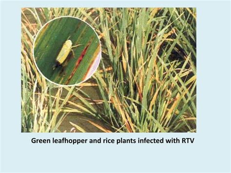 Pests Of Paddy 1 Pptx