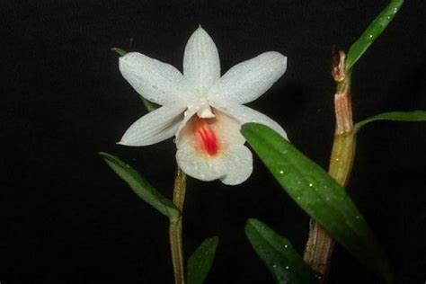 Cultivation Methods And Precautions Of Dendrobium The Plant Aide
