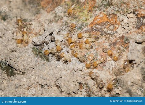 Some Termites Stock Image Image Of Biont Ecology Wild 83781591