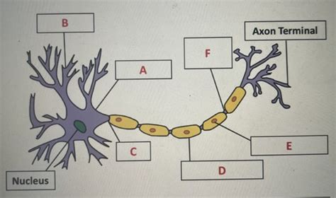 Biol Exam 2 Flashcards Quizlet