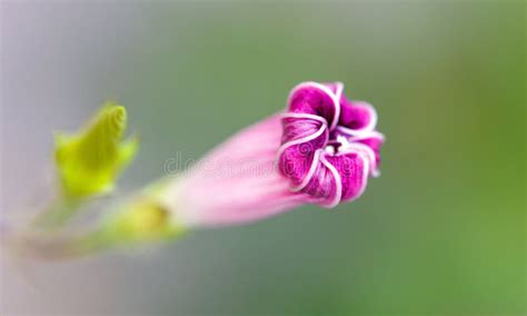 Ipomoea Purpurea Grows In The Garden Close Up Stock Image Image Of