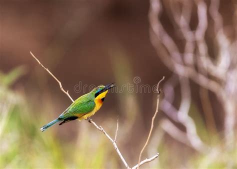 Bee Eater With Insect In Beak Stock Image Image Of Insect National 240987399