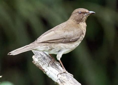 30 Brown Birds With Yellow Beaks Pictures And Identification