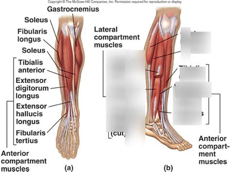 Lower Leg Muscles Lateral Diagram Quizlet