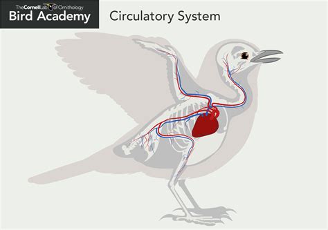 Bird Circulatory System