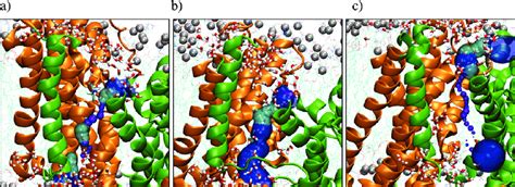 The Interface Between The Transport And The Trimerization Domain Ttdi