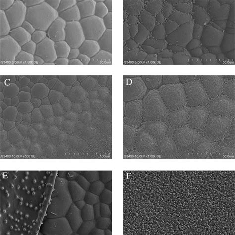 The Microstructure Of The Internal Surface During Prismatic Layer