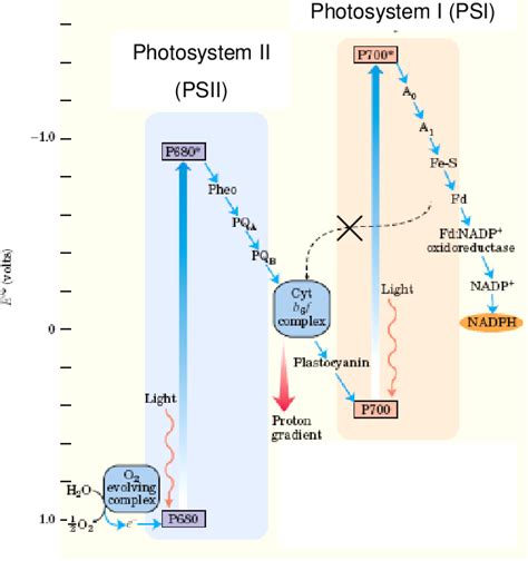 Figure 51 From Engineering Photosynthetic Systems For Bioregenerative