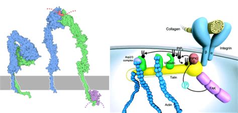Custom MemPro Integrins Services Creative Biostructure