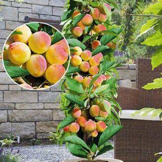 Абрикос Триумф северный (7403): купить саженцы почтой в Беларуси ...