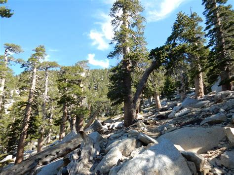 Little Round Valley Campground In Mount San Jacinto State Park