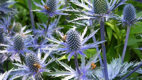 How To Grow And Care For Sea Holly